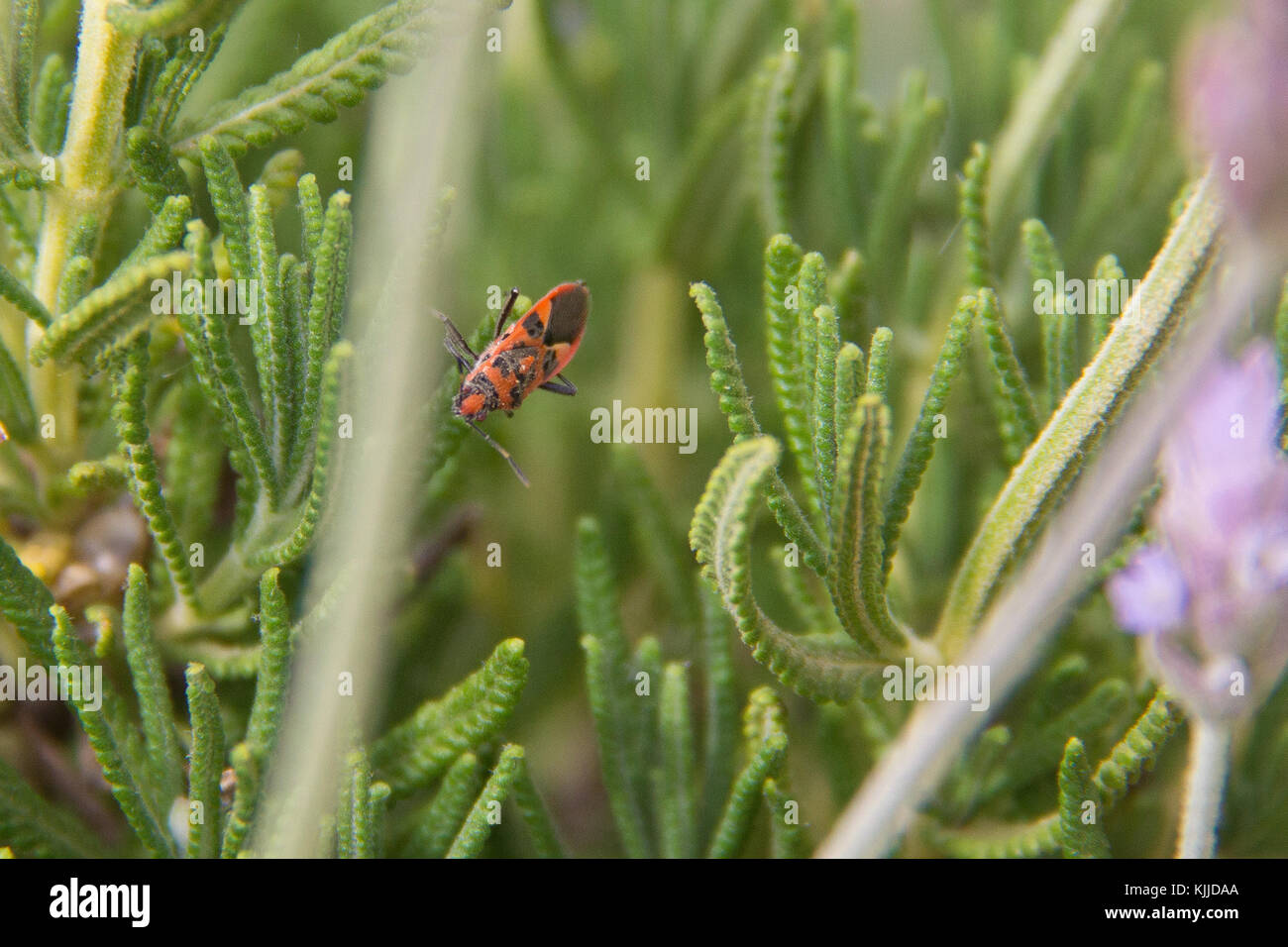 Goats Beetle High Resolution Stock Photography and Images - Alamy