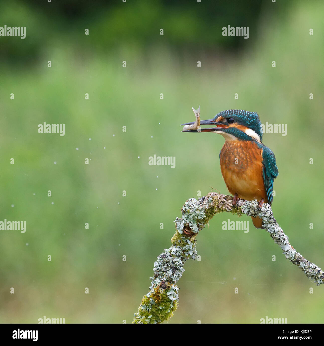 Fish in beak shaking fish hi-res stock photography and images - Alamy