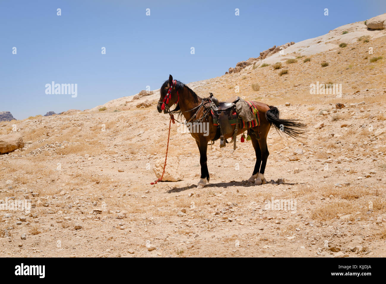 A saddled Arabian purebred horse is harnessed and pacing in the sun in ...