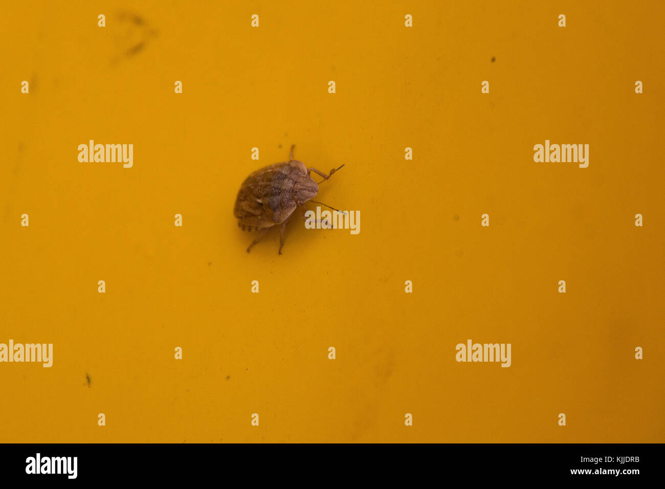 Insects of israel hi-res stock photography and images - Alamy