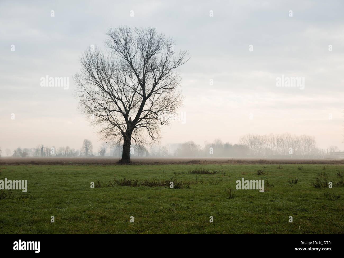Isolated tree, no leaves, in Lombardy countryside, one misty morning ...