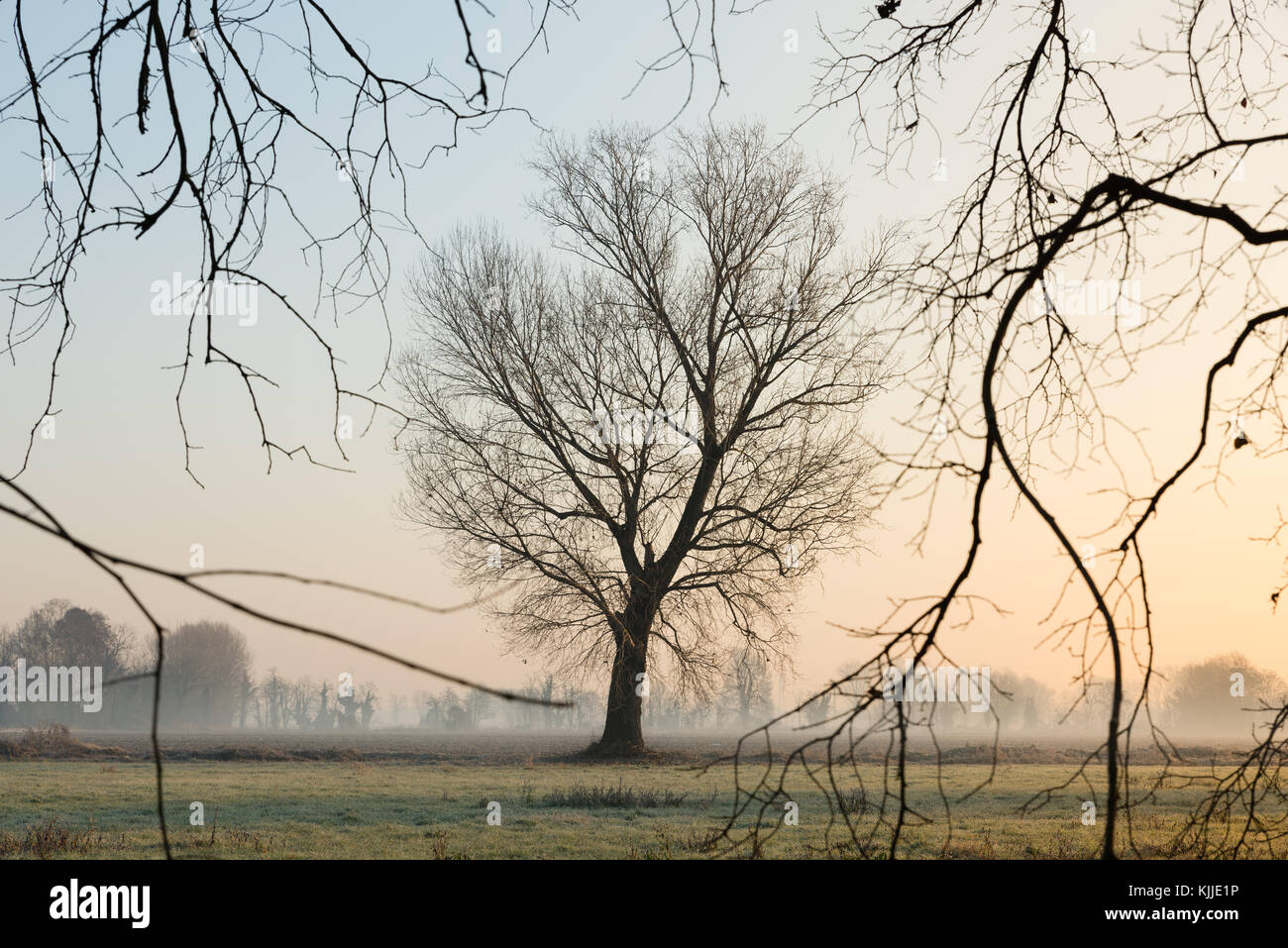 Isolated tree, no leaves, framed by branches, in Lombardy countryside ...