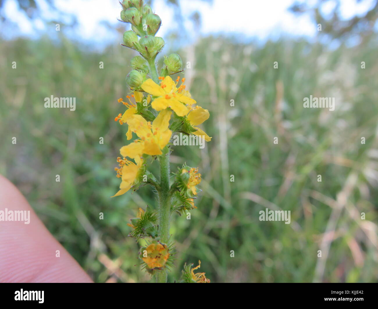 Insetti e insetti hi-res stock photography and images - Alamy