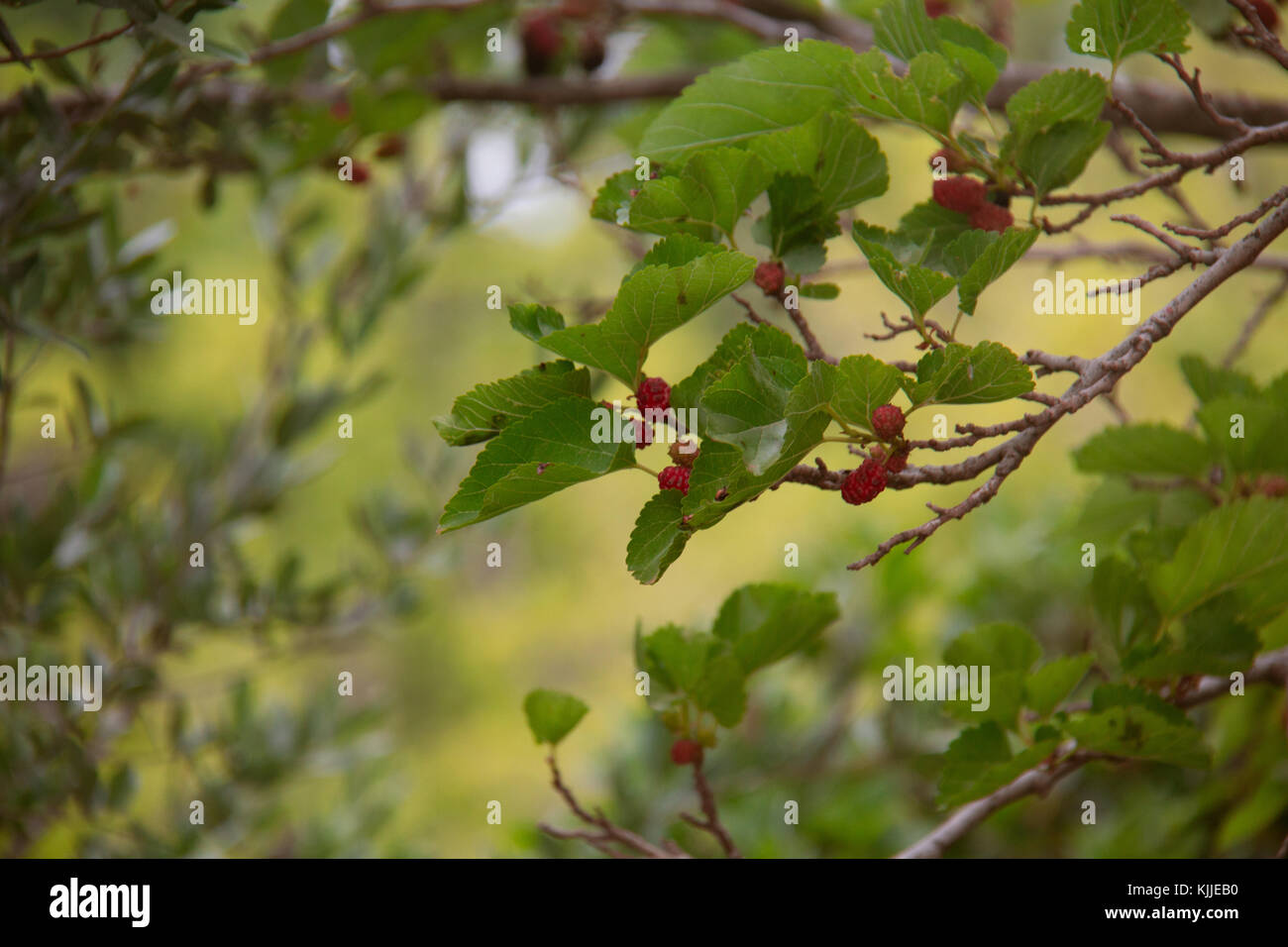 Insects of israel hi-res stock photography and images - Alamy