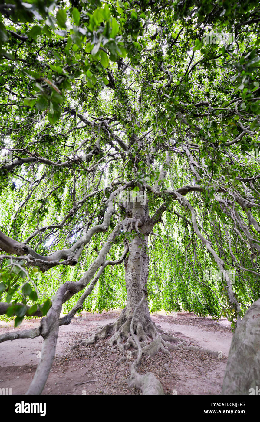 Expanse of a Large Tree whose branches are so long and wide, one can go ...