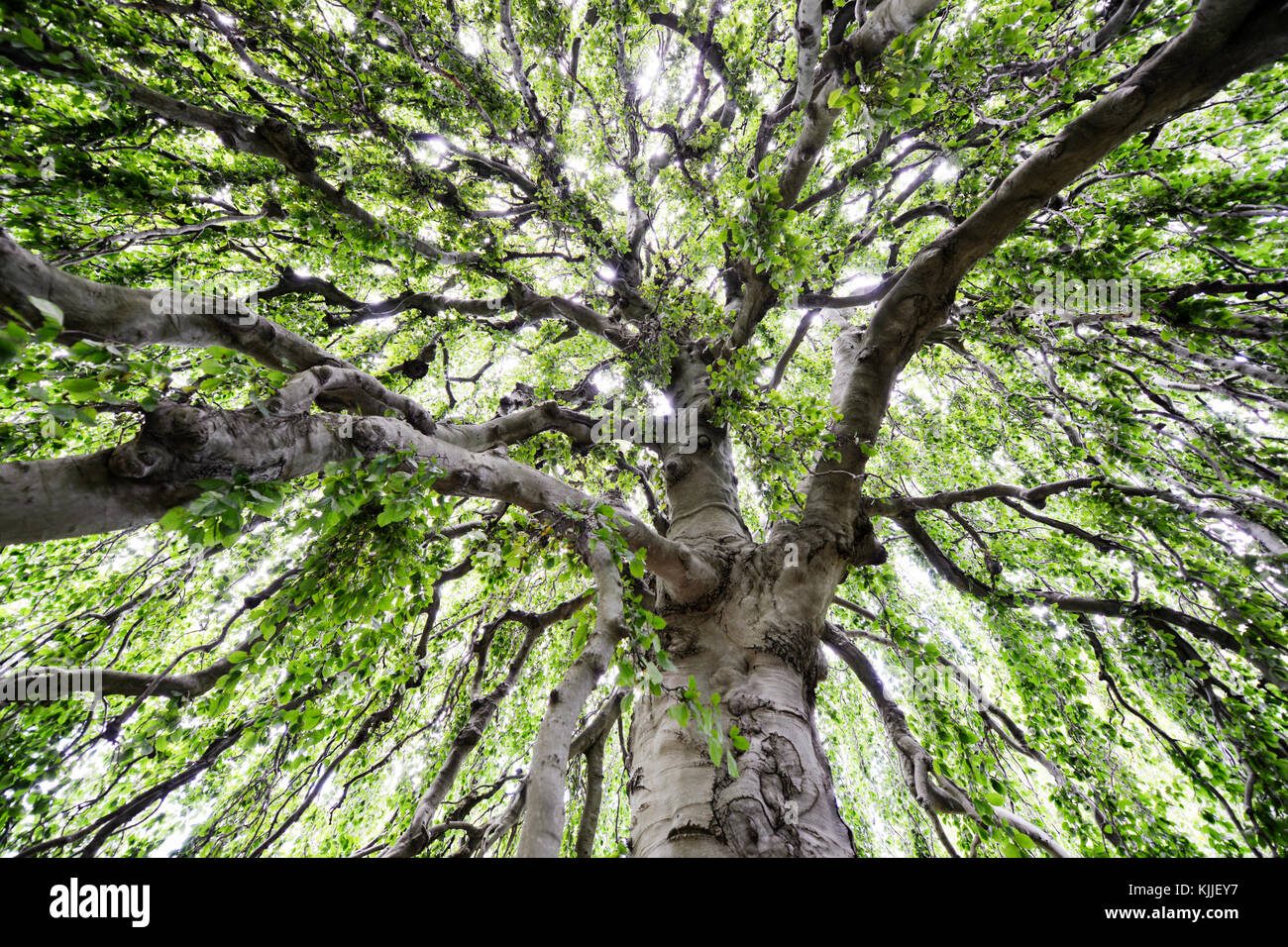 Expanse of a Large Tree whose branches are so long and wide, one can go ...
