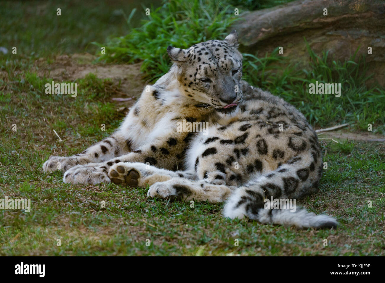 animals, frogs, lizard, australia Stock Photo - Alamy