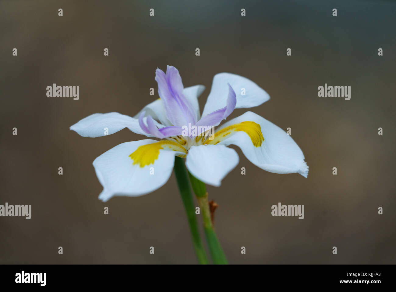 animals, frogs, lizard, australia Stock Photo - Alamy