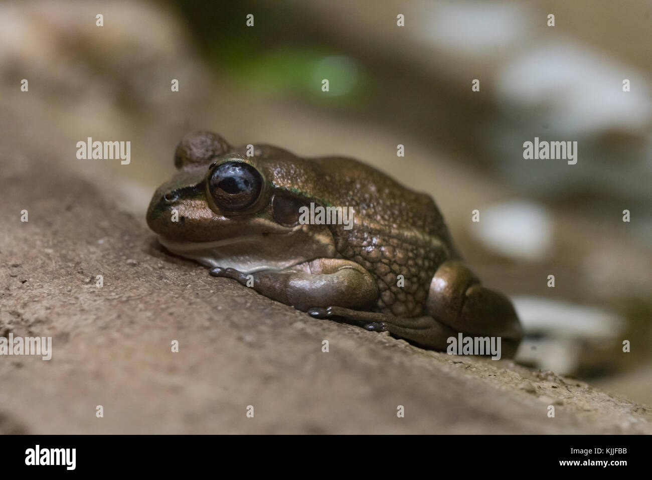animals, frogs, lizard, australia Stock Photo - Alamy