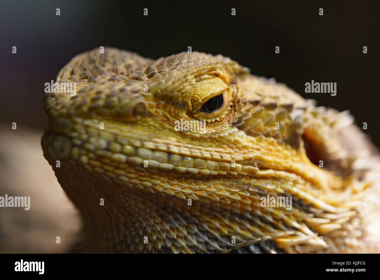 Australia frogs hi-res stock photography and images - Alamy