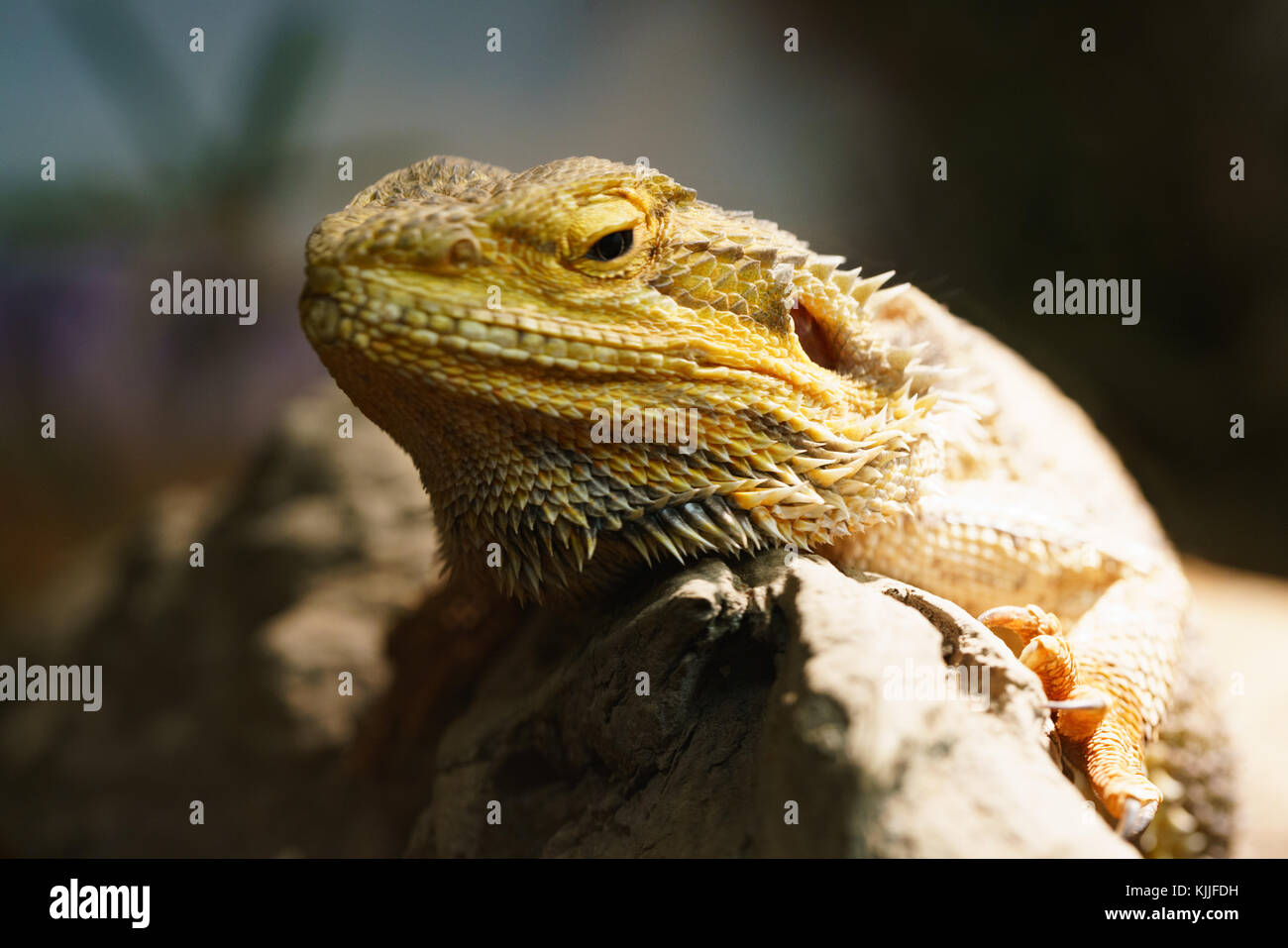 animals, frogs, lizard, australia Stock Photo - Alamy