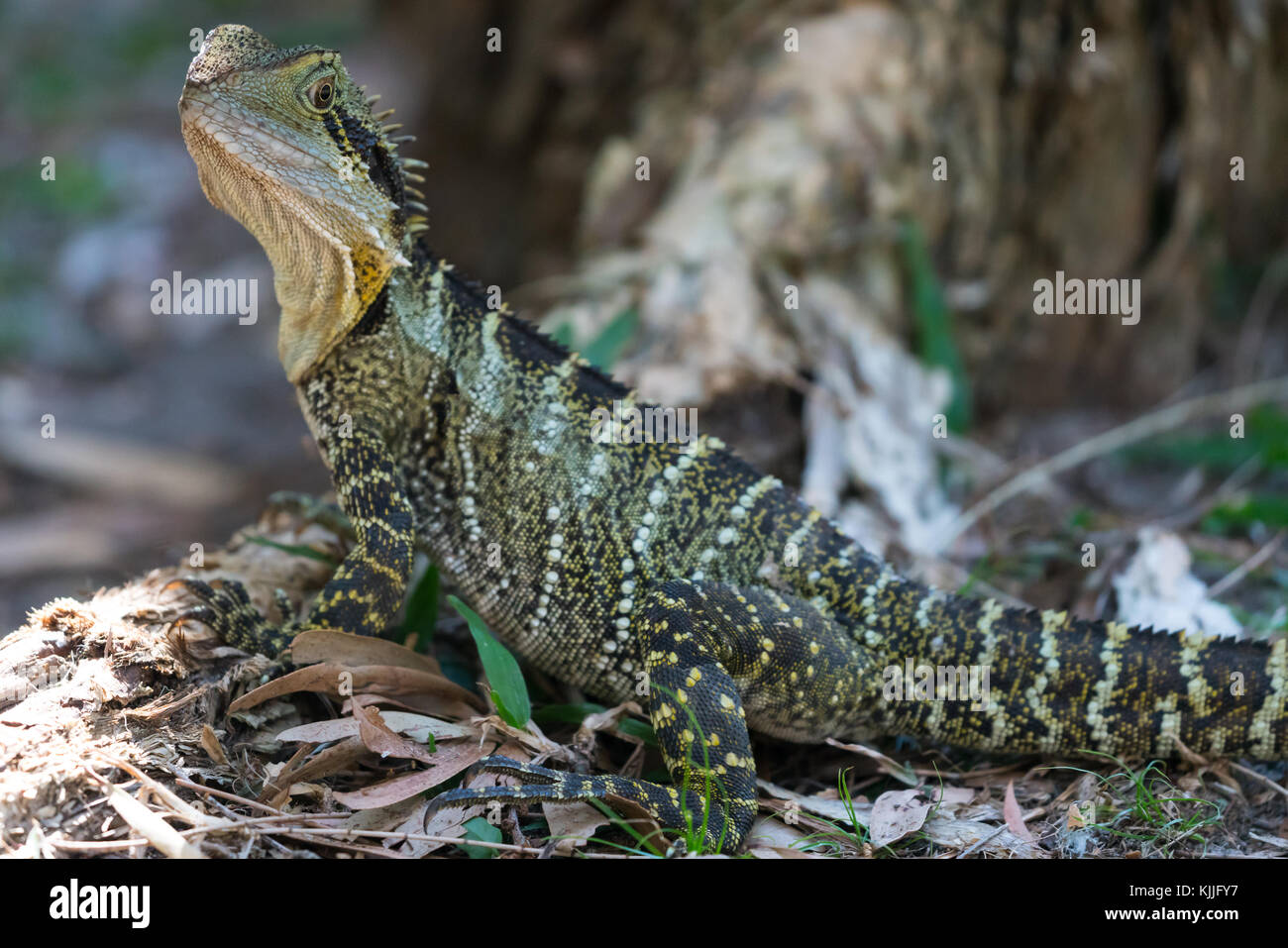 Animals and beaches, Gold Coast, Australia, lizard, Cangoroo, snake ...