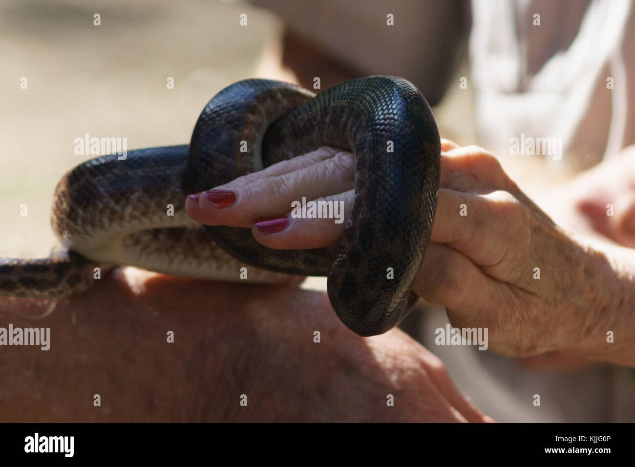 Animals and beaches, Gold Coast, Australia, lizard, Cangoroo, snake, seal Stock Photo - Alamy