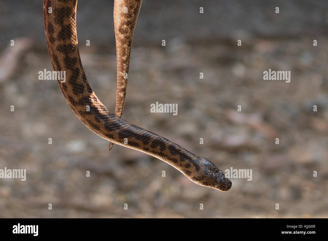 Animals and beaches, Gold Coast, Australia, lizard, Cangoroo, snake ...