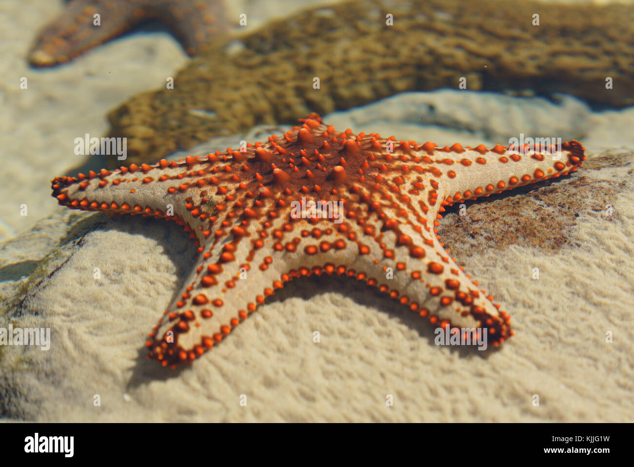 Animals and beaches, Gold Coast, Australia, lizard, Cangoroo, snake ...