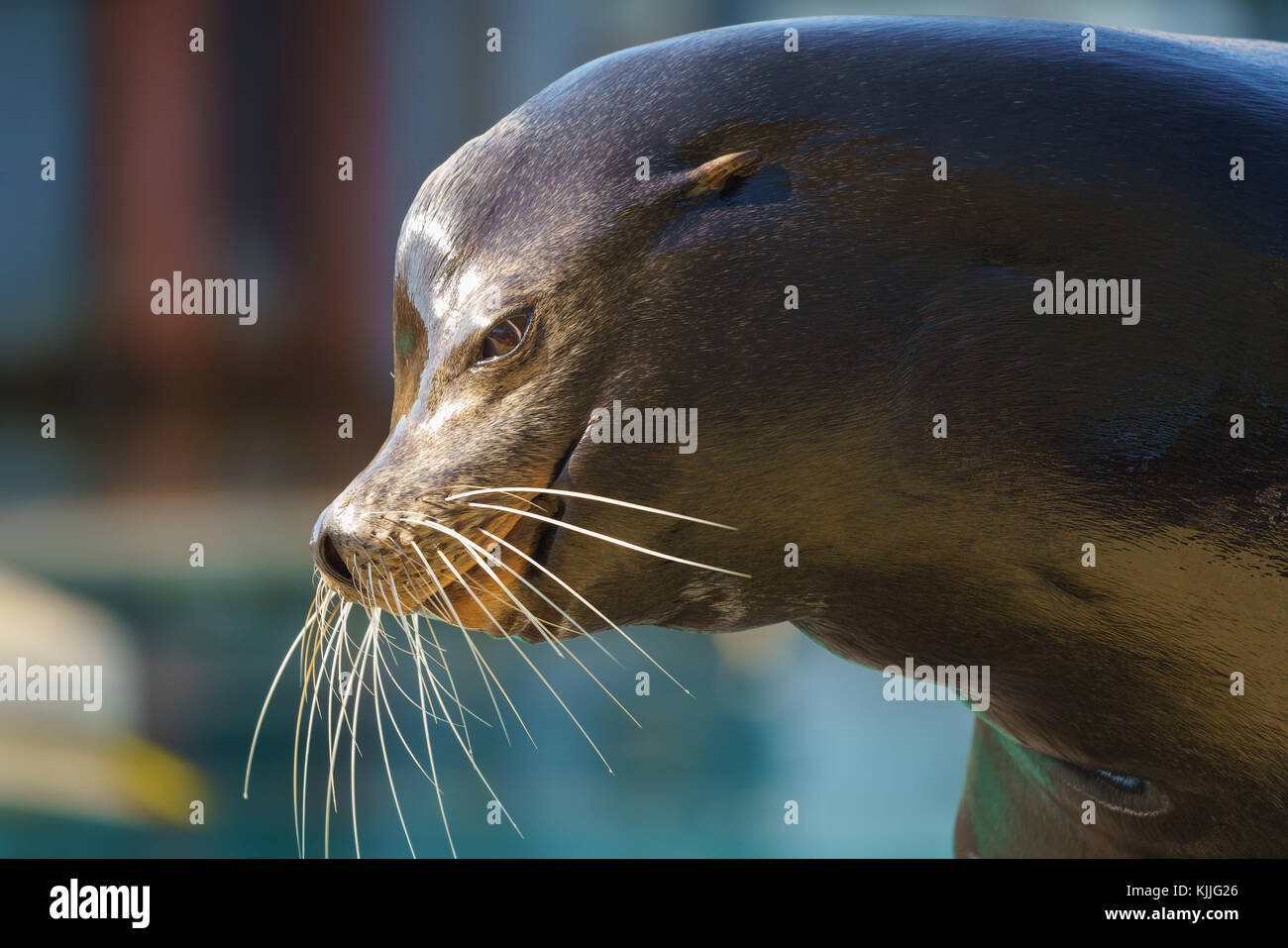 Animals and beaches, Gold Coast, Australia, lizard, Cangoroo, snake ...