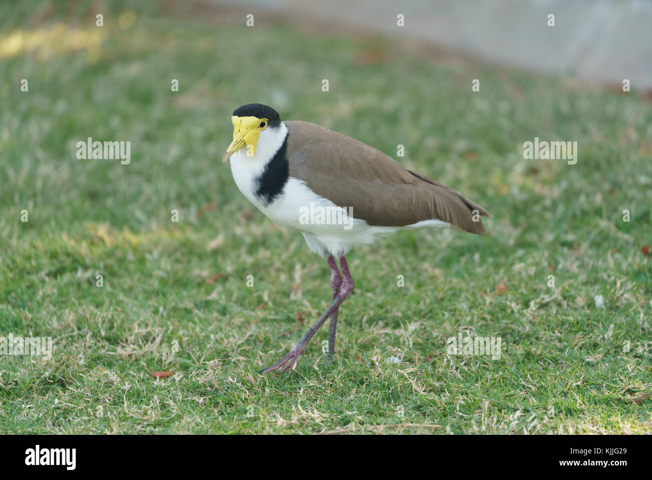 Animals and beaches, Gold Coast, Australia, lizard, Cangoroo, snake ...