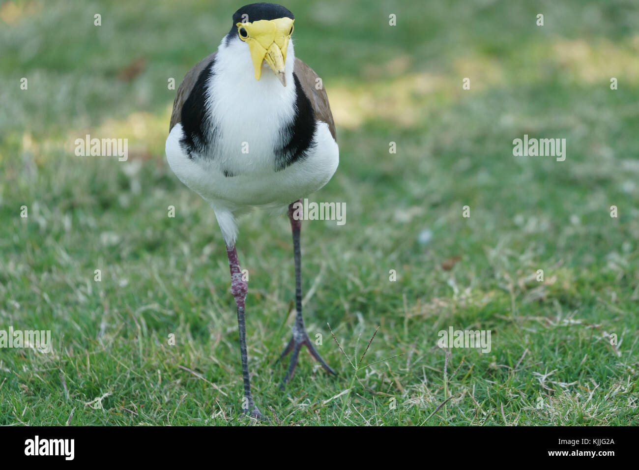 Animals and beaches, Gold Coast, Australia, lizard, Cangoroo, snake ...