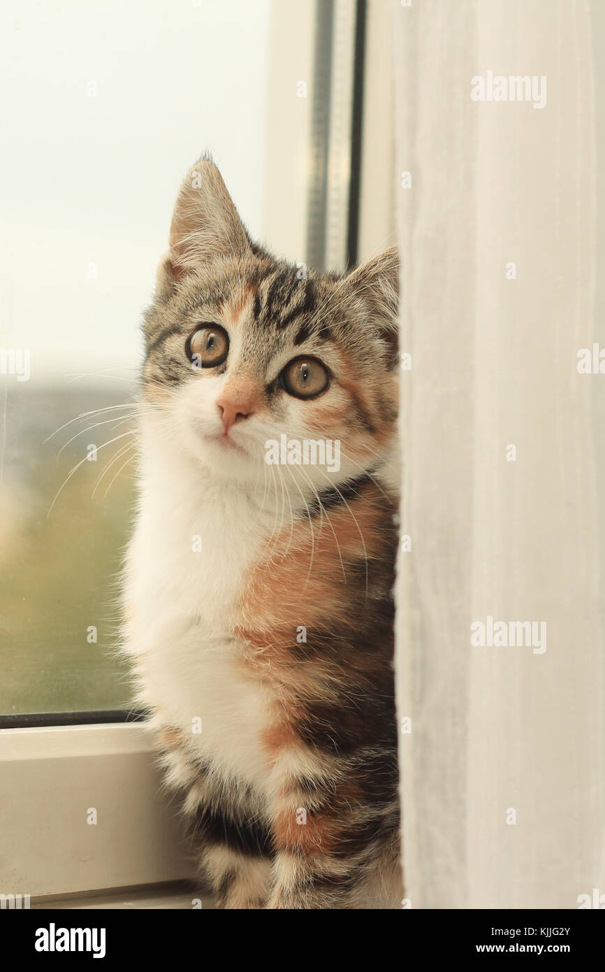 Adorable cute cat hi-res stock photography and images - Alamy