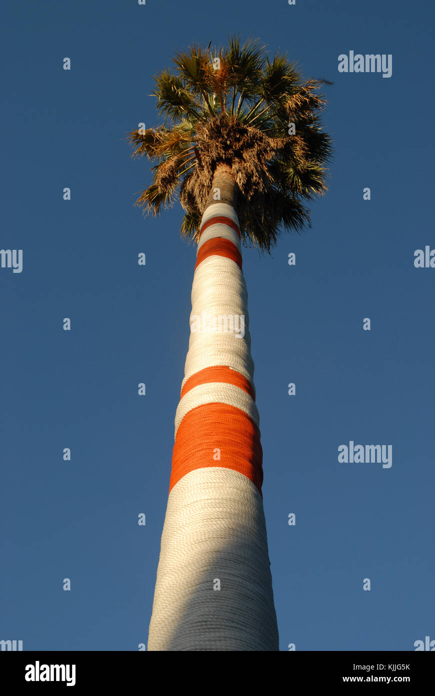 Palm tree wrapped in cloth, Perth, Western Australia Stock Photo - Alamy