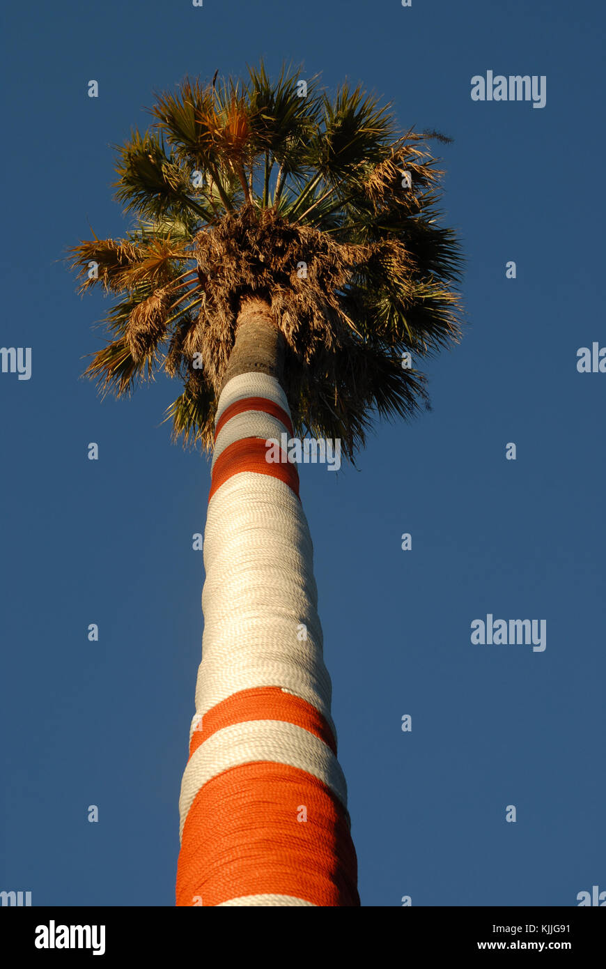 Palm tree wrapped in cloth, Perth, Western Australia Stock Photo - Alamy