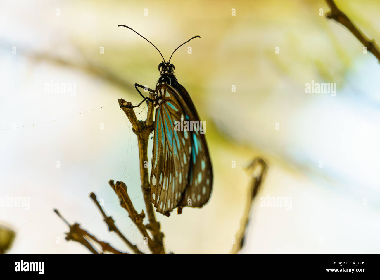 Butterly, Noosa Head, Australia, Travel Lifestyle, Papillon, giant ...
