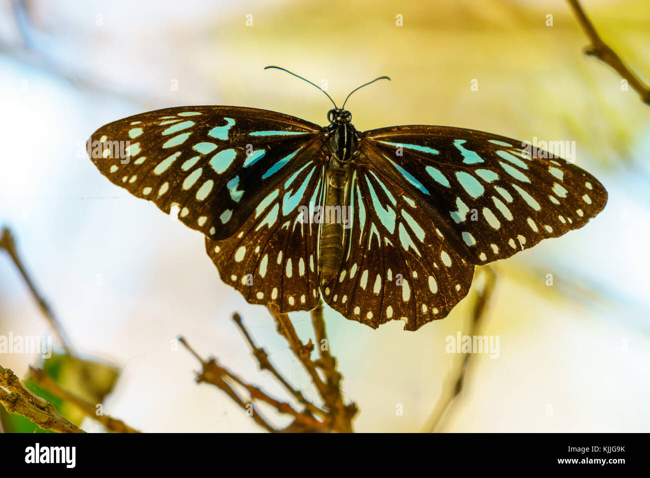 Butterly, Noosa Head, Australia, Travel Lifestyle, Papillon, giant ...