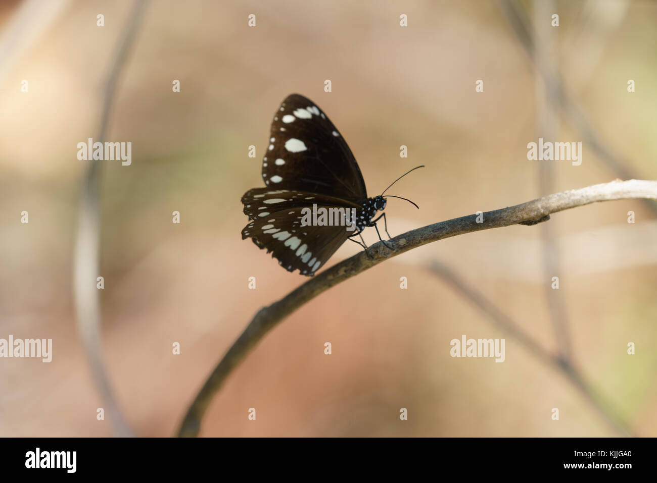 Giant papillon hi-res stock photography and images - Alamy