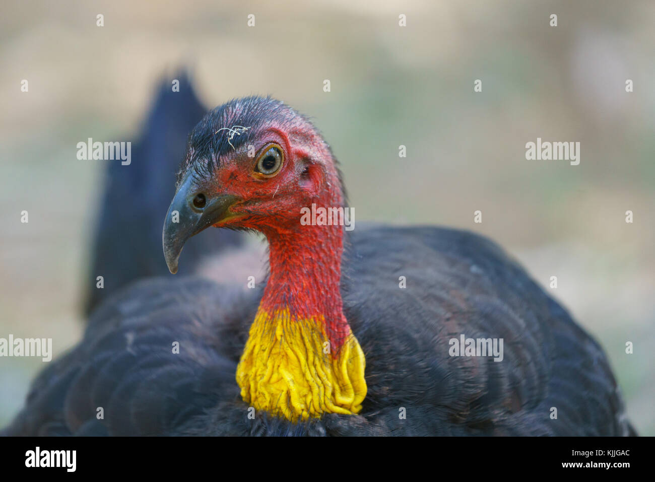 Giant papillon hi-res stock photography and images - Alamy