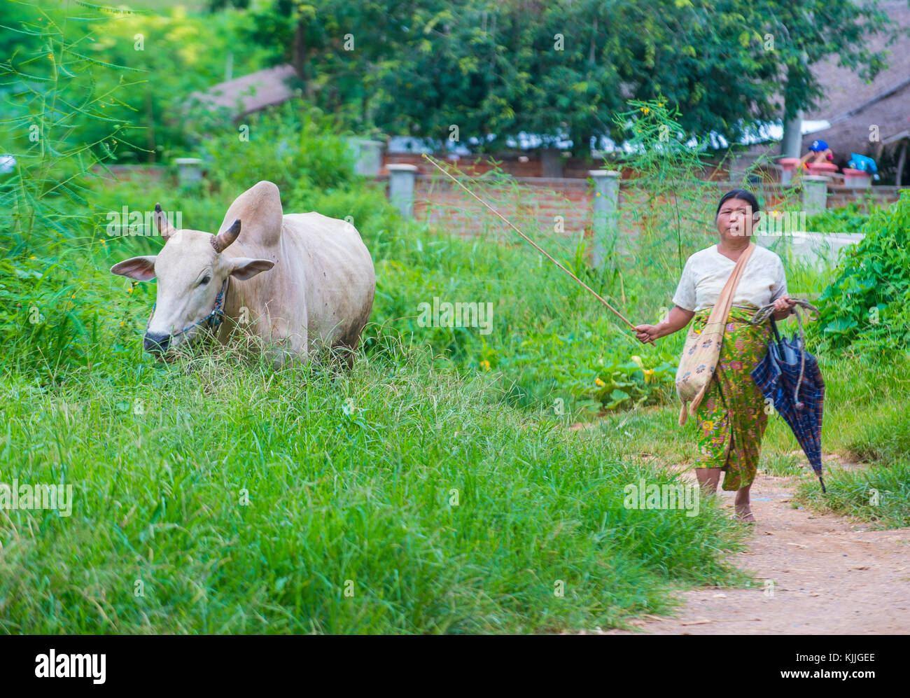 SHAN STATE , MYANMAR - SEP 06: Burmese shepherd in a pasture with a cow ...