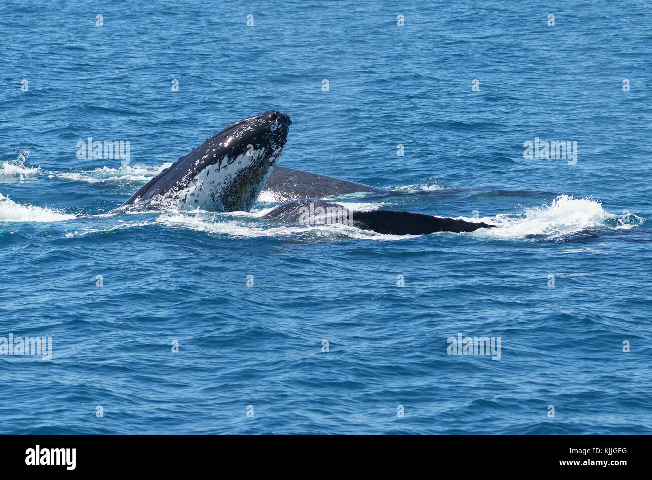 Blue whales hi-res stock photography and images - Alamy