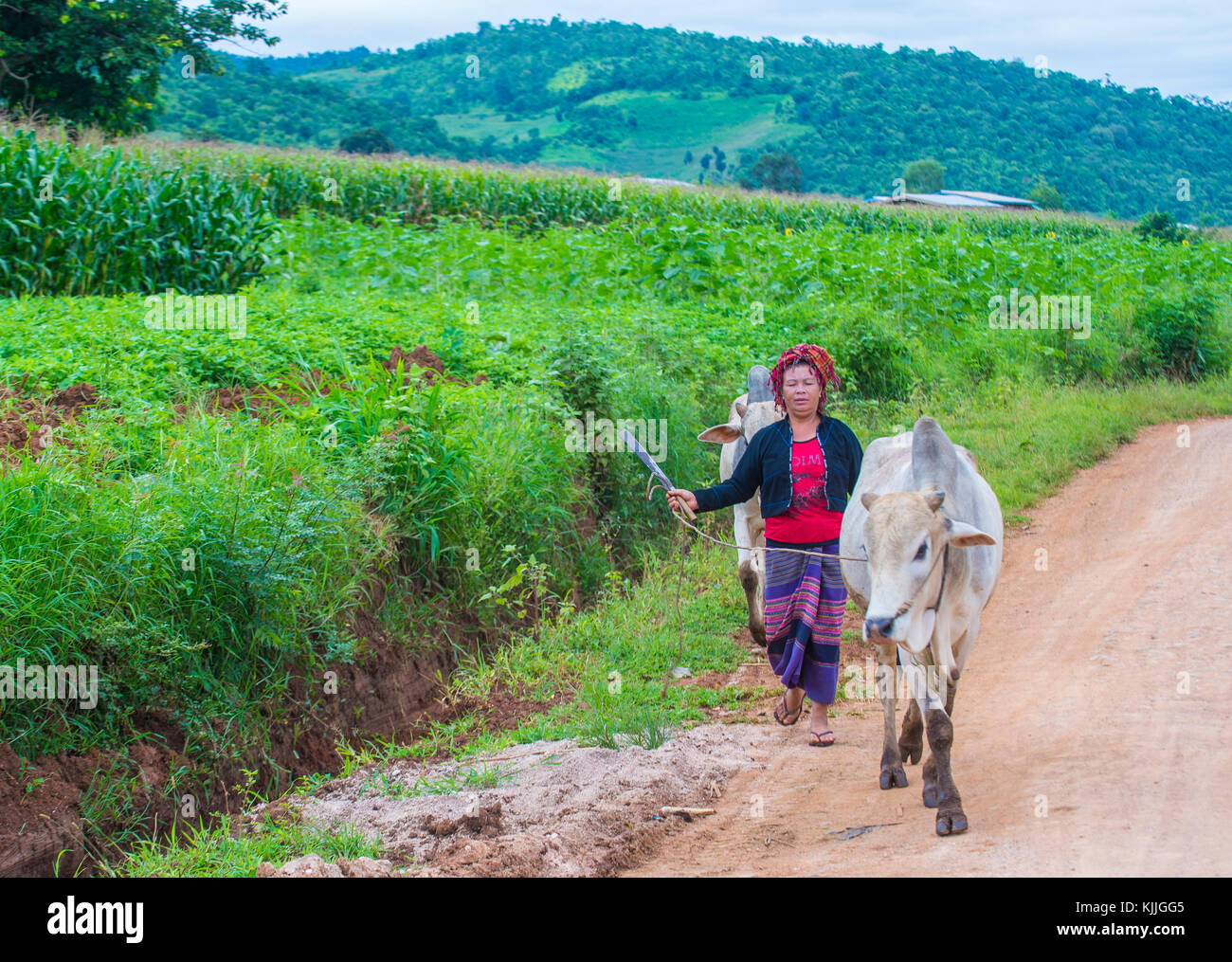 SHAN STATE , MYANMAR - SEP 06: Burmese shepherd in a pasture with a cow ...
