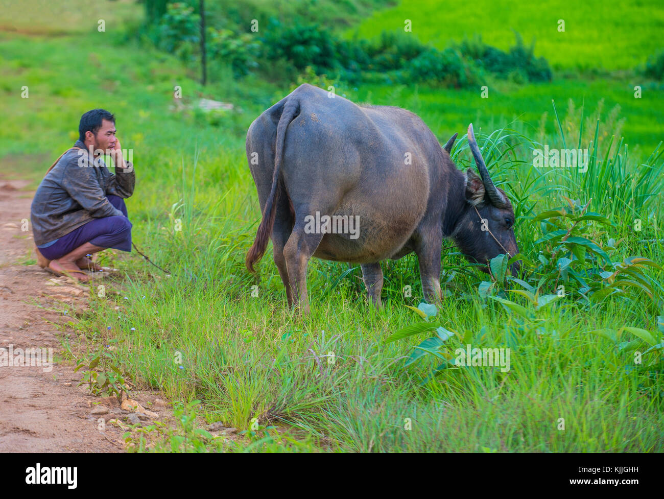 SHAN STATE , MYANMAR - SEP 06: Burmese shepherd in a pasture with a ...