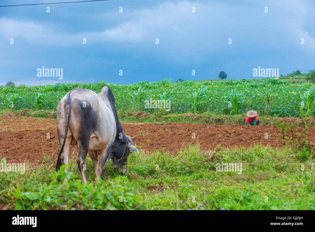 SHAN STATE , MYANMAR - SEP 06: Burmese farmer working on a field in ...