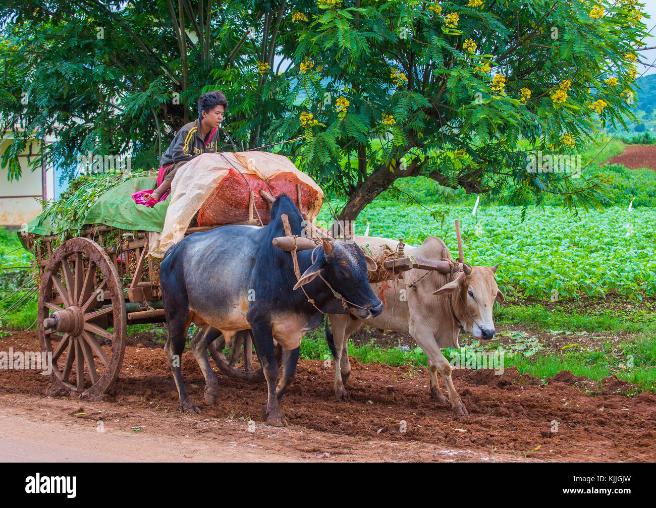 SHAN STATE , MYANMAR - SEP 06: Burmese farmer riding ox cart in Shan ...