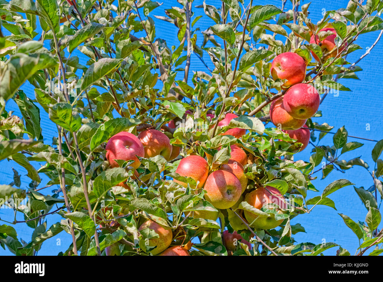 Apple tree in autumn Stock Photo - Alamy