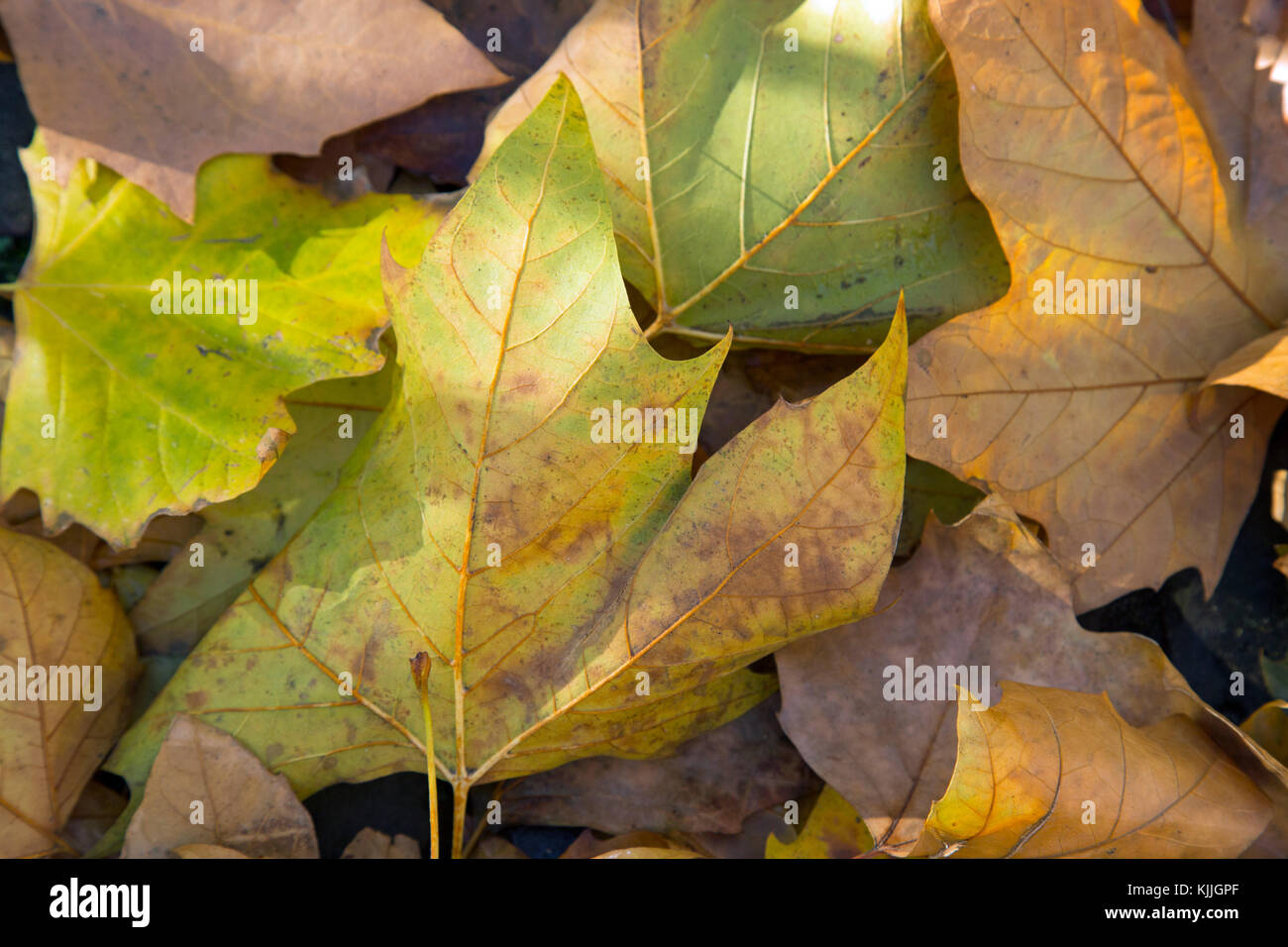Autumn leaves on the ground - landscape texture background Stock Photo ...