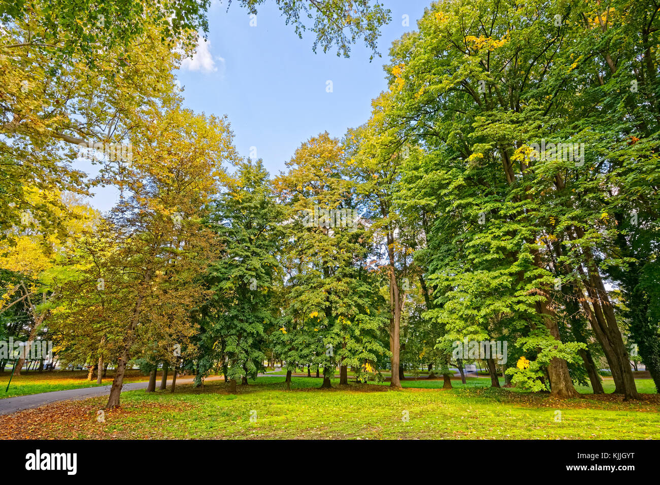 Autumn trees in the park Stock Photo - Alamy