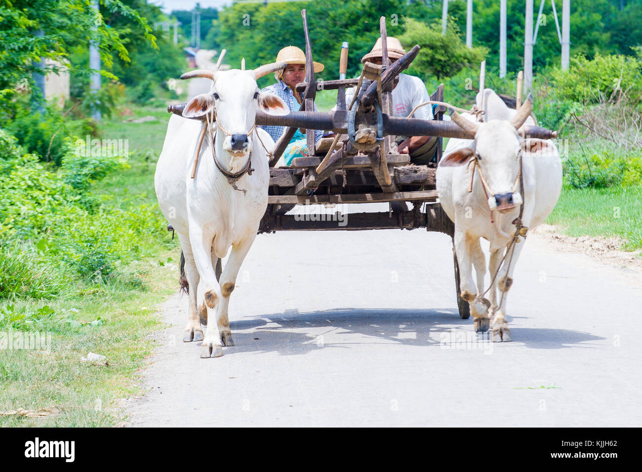 Burmese farmer riding ox cart in Shan state Myanmar Stock Photo - Alamy
