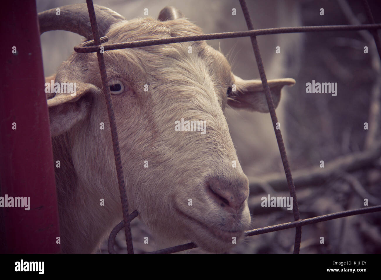 Spider goat hi-res stock photography and images - Alamy