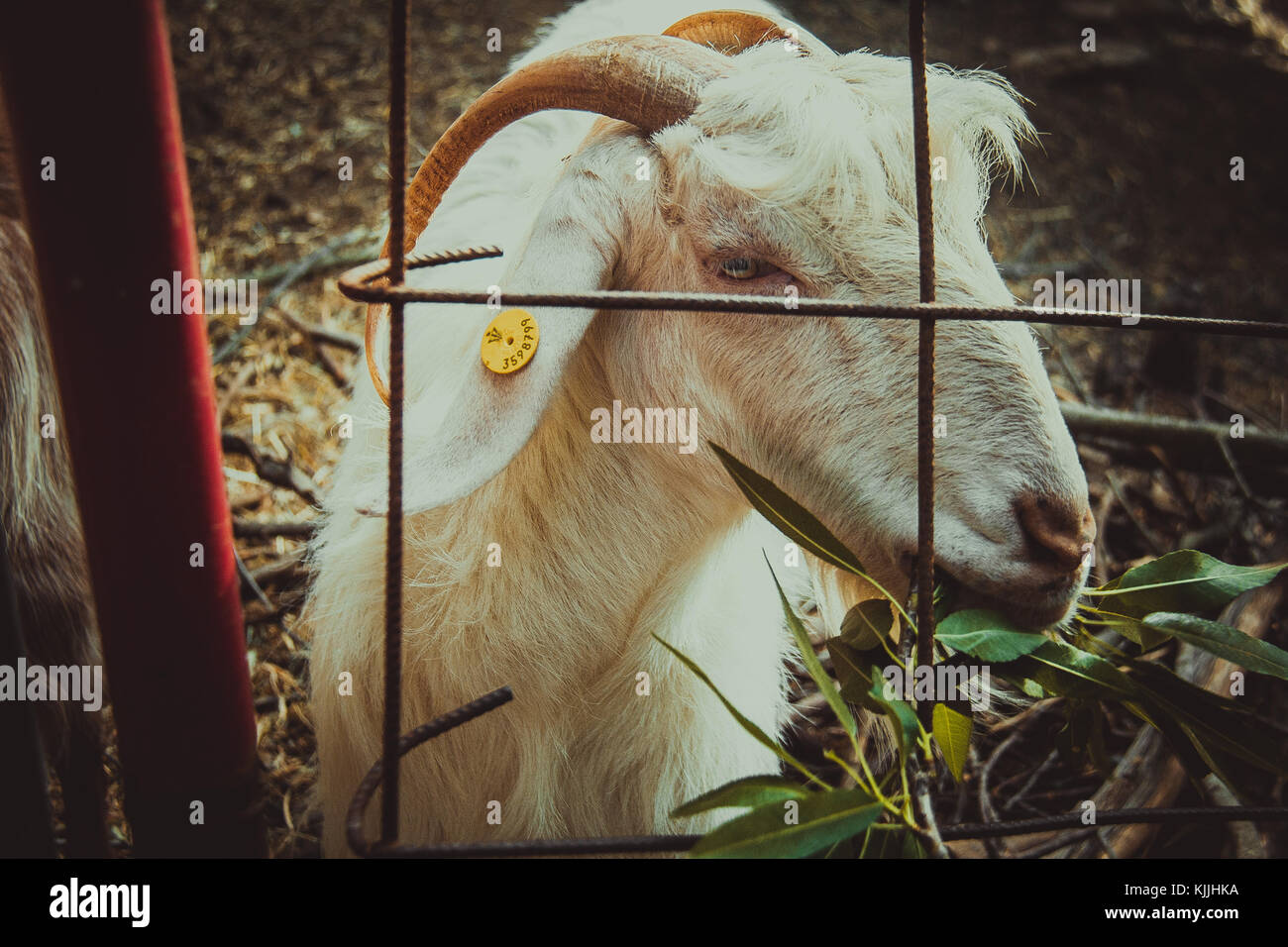 Spider goat hi-res stock photography and images - Alamy