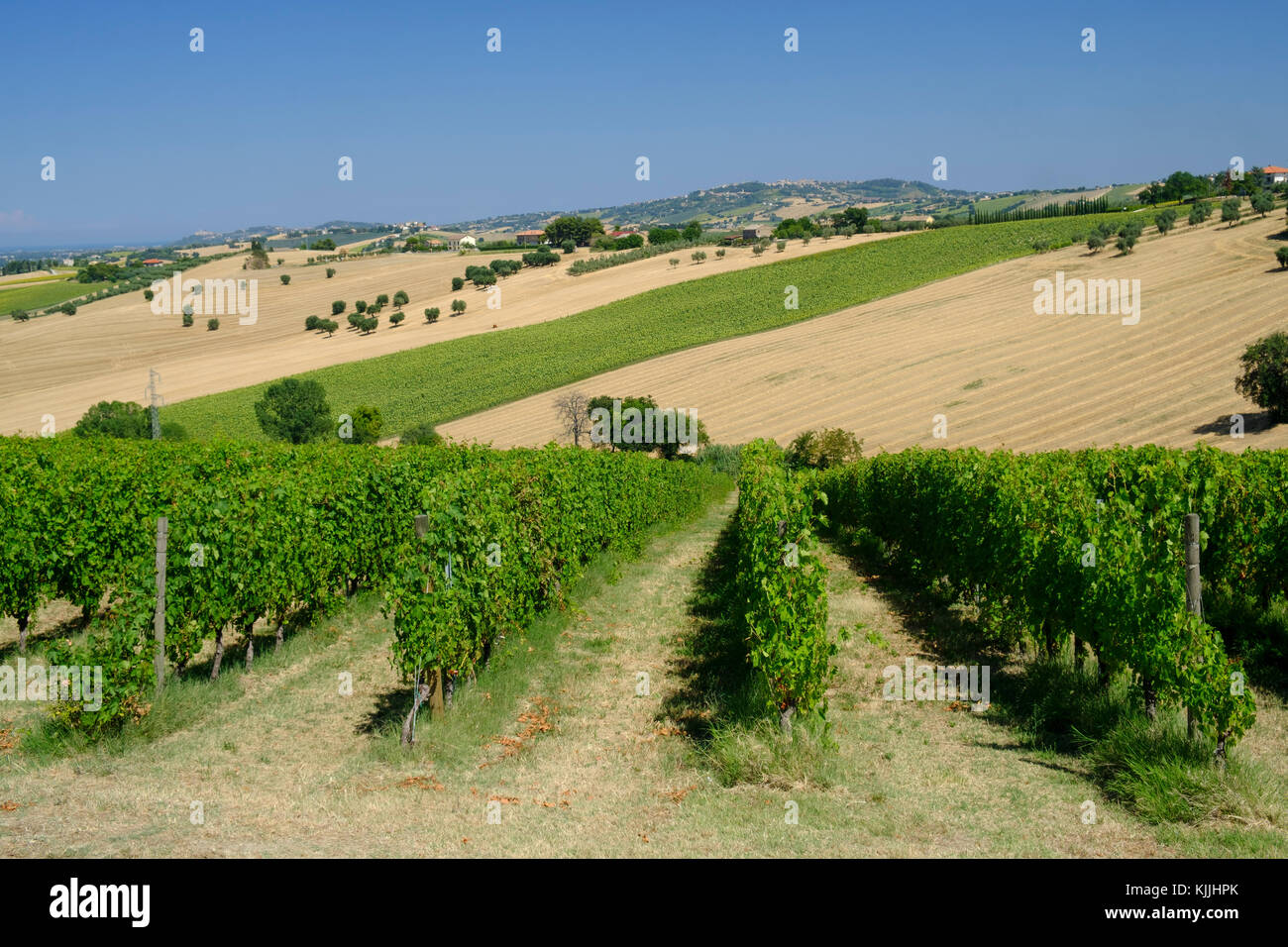 Rural landscape along the road from Montefano to Castelfidardo (Ancona ...