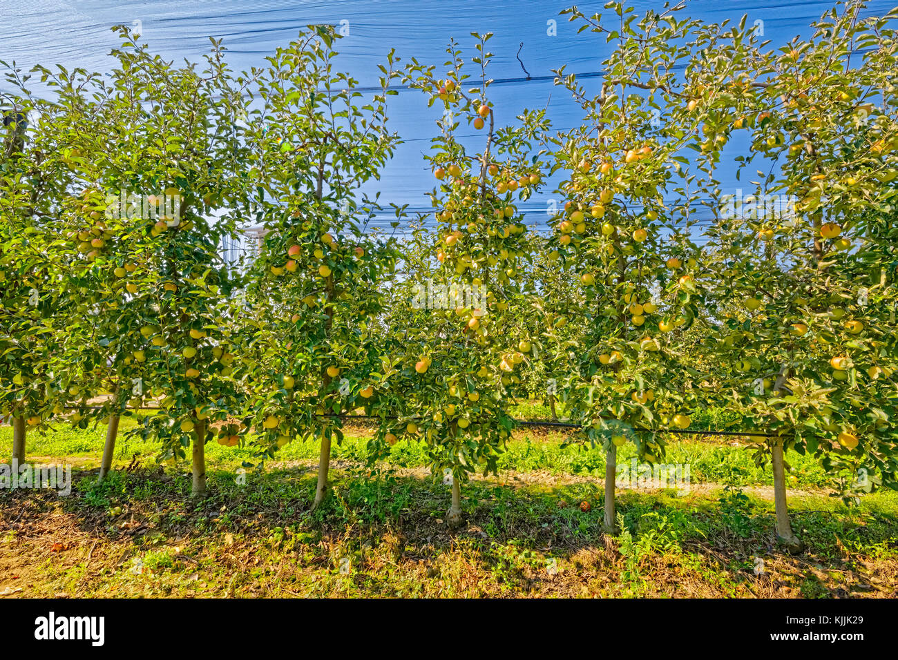 Apple harvest time hi-res stock photography and images - Alamy