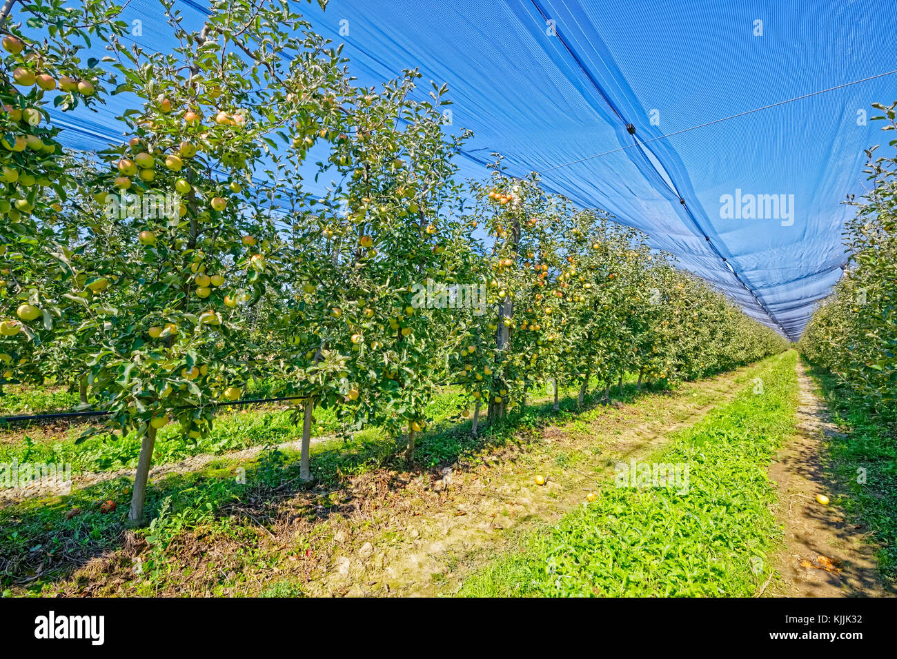 Apple orchard row Stock Photo - Alamy