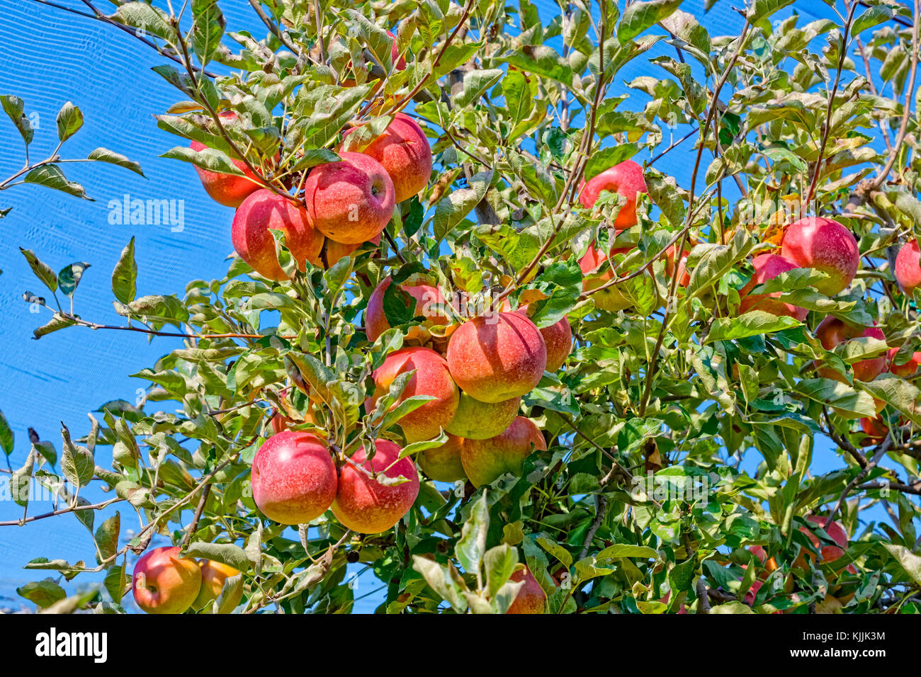 Idared apples hi-res stock photography and images - Alamy