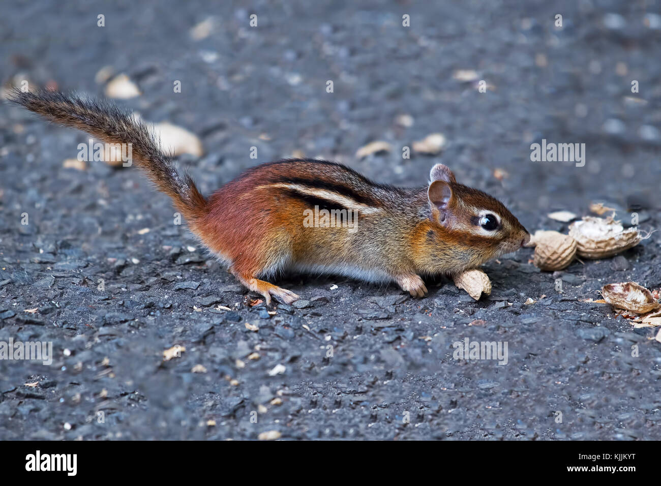 Animal eating peanuts hi-res stock photography and images - Alamy