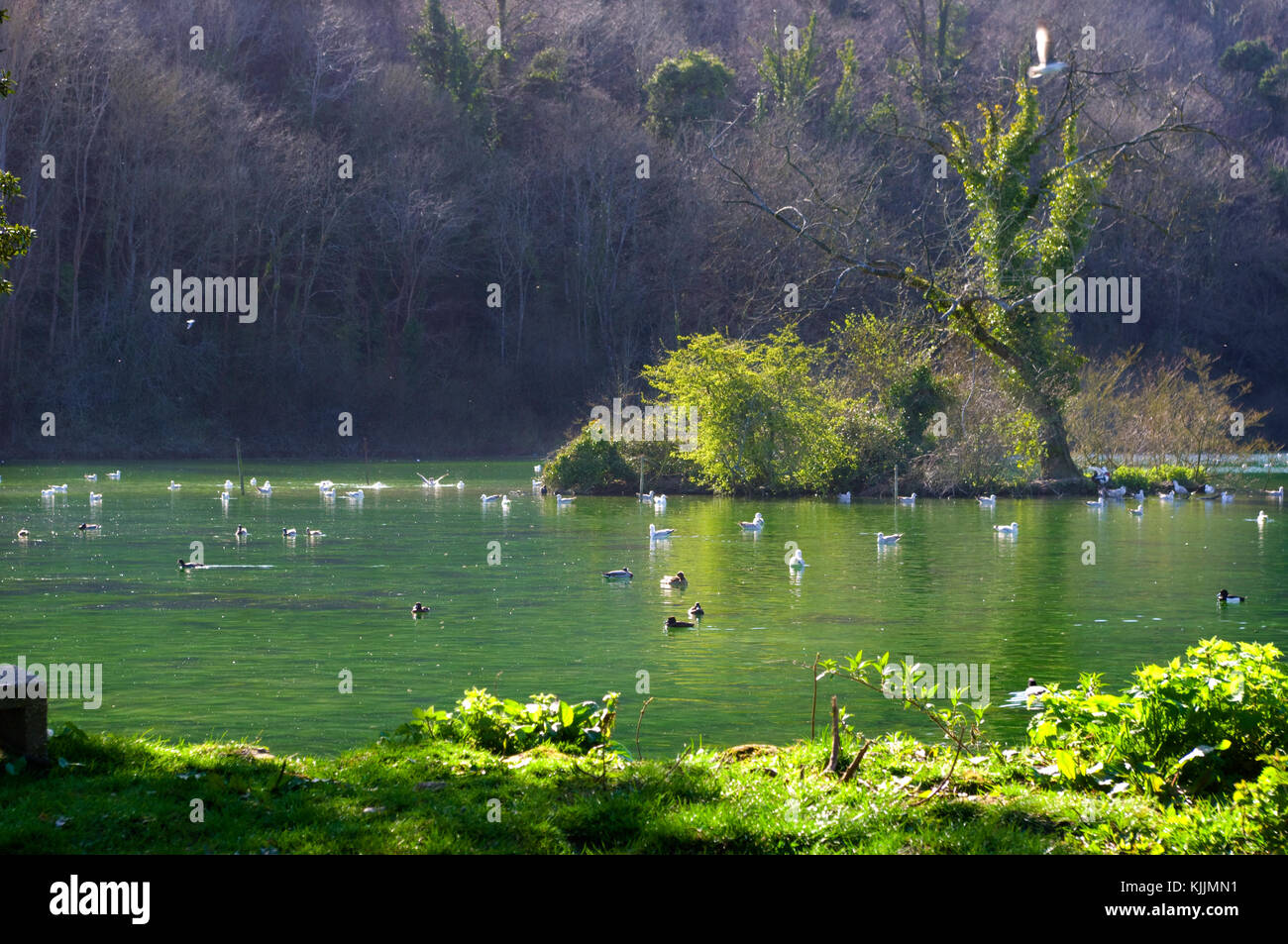 birds and lake Stock Photo - Alamy