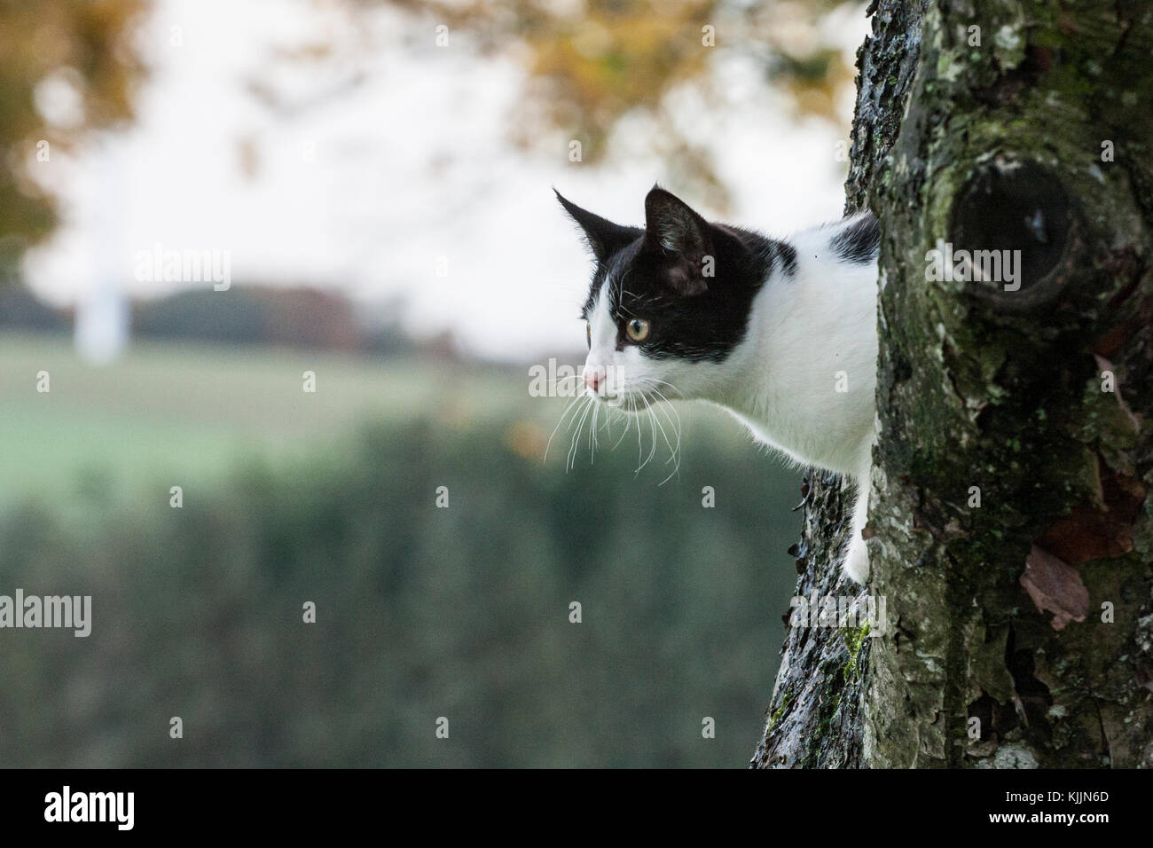 Black and white cat scouting from tree Stock Photo - Alamy