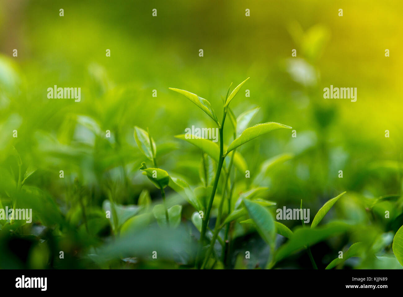 Two leaves bud tea leaf hi-res stock photography and images - Alamy