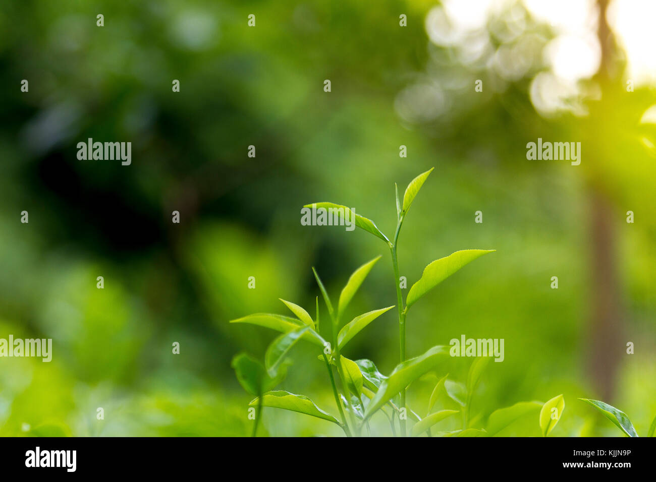 Two leaves bud tea leaf hi-res stock photography and images - Alamy
